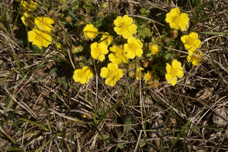 Yellow Spring Wildflower, Potentilla Incana Stock Photo - Image of ...