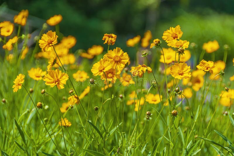 Yellow spring wildflowers stock image. Image of nature - 212013371