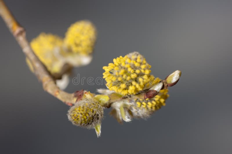 Yellow spring stock photo. Image of fluffy, willow, twig - 30820110