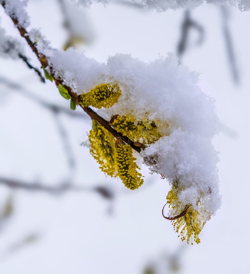 Yellow Spring Willow Under Snow and Ice Stock Photo - Image of trees ...