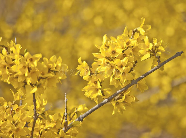 Yellow on Springtime Yellow Stock Photo - Image of deciduous, yellows ...