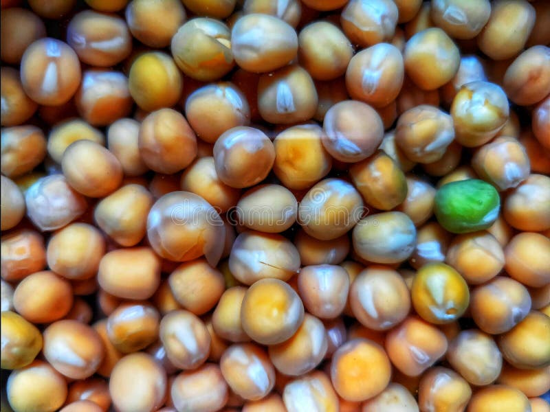 Yellow Sprouts Grams Soaked in Water Stock Photo - Image of objects ...