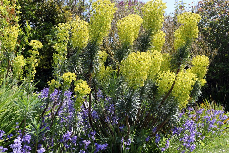 Yellow Spurge with Bluebells Stock Image - Image of garden, bright ...