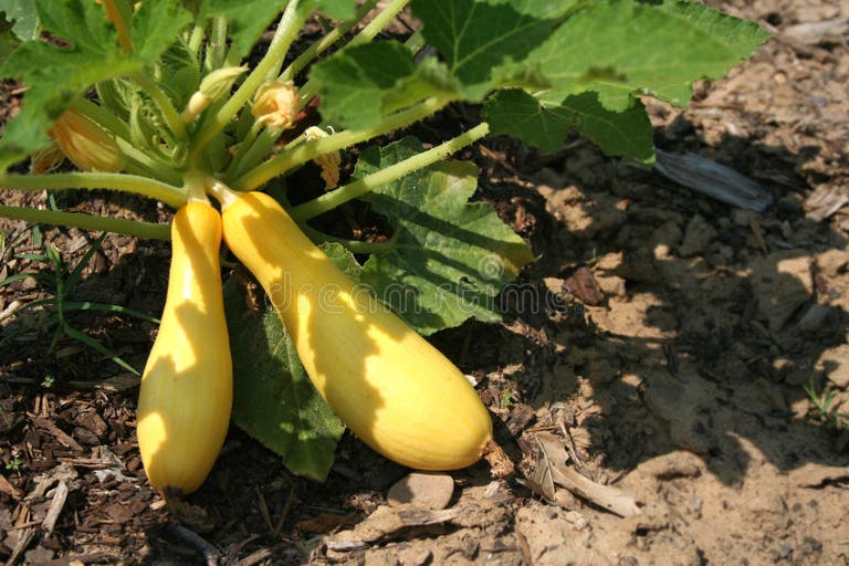 132,794 Yellow Squash Stock Photos - Free & Royalty-Free Stock Photos ...