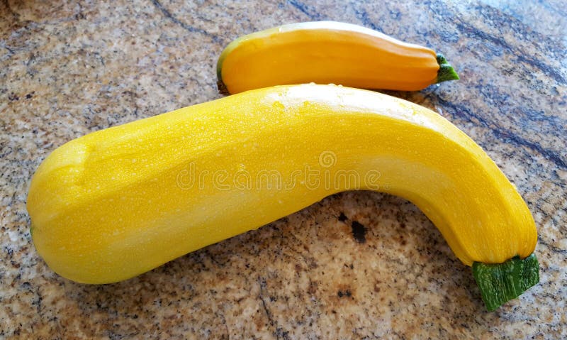 Yellow squash stock photo. Image of vegetable, squashes - 73873120