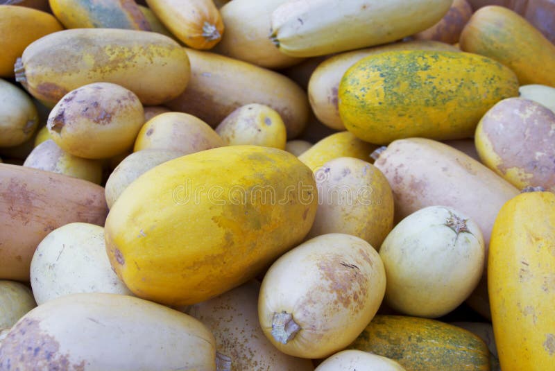 Yellow squashes stock image. Image of gourmet, harvest - 27711359