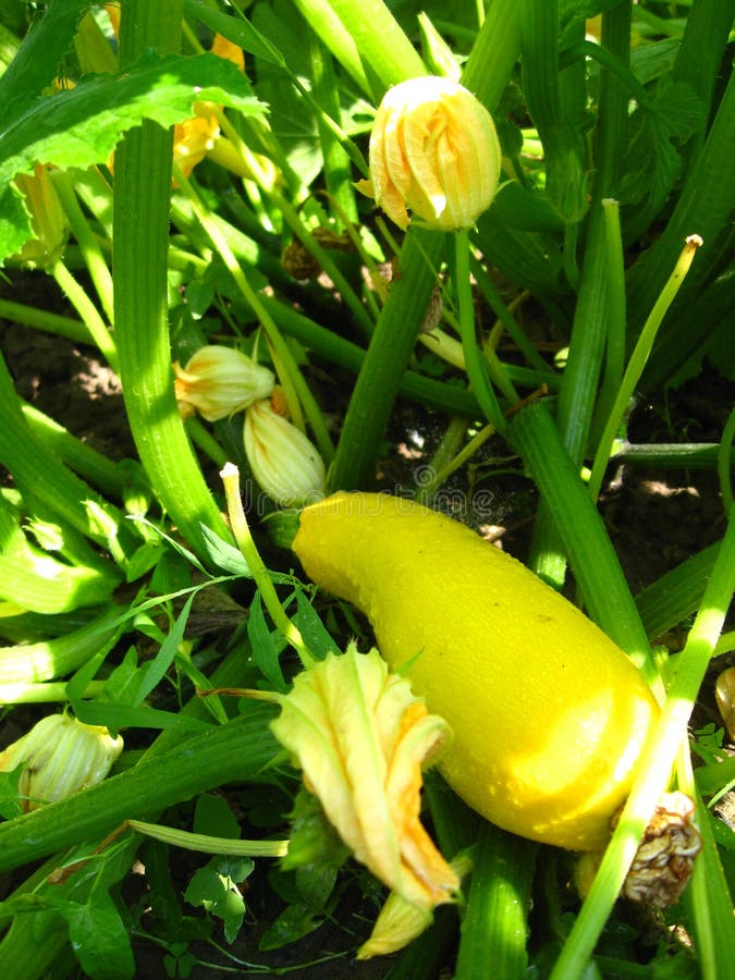 Yellow squashes on a bed stock photo. Image of life, harvest - 34861692