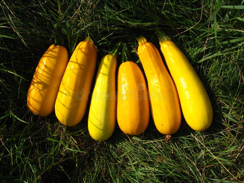 Yellow Squashes on the Green Grass Stock Photo - Image of grass ...