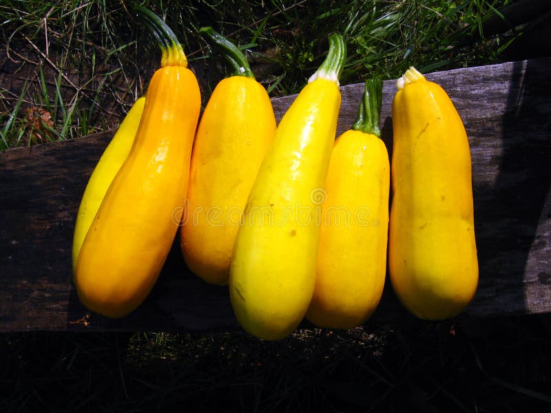 Yellow squashes stock image. Image of food, vegetable - 45107227