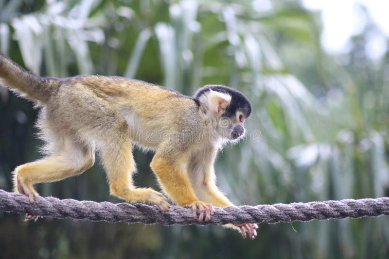 156 Monkey Walking High Stock Photos - Free & Royalty-Free Stock Photos ...