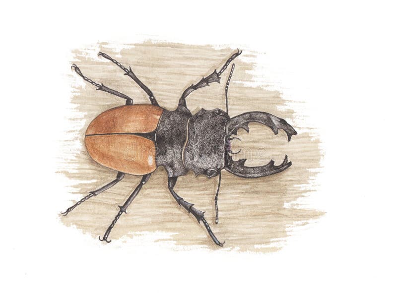 Stag Beetle Stock Illustrations – 3,512 Stag Beetle Stock Illustrations ...