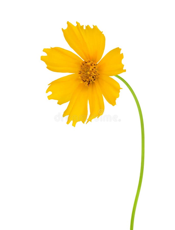 Yellow Stalk Flower Isolated on White Background Stock Image - Image of ...