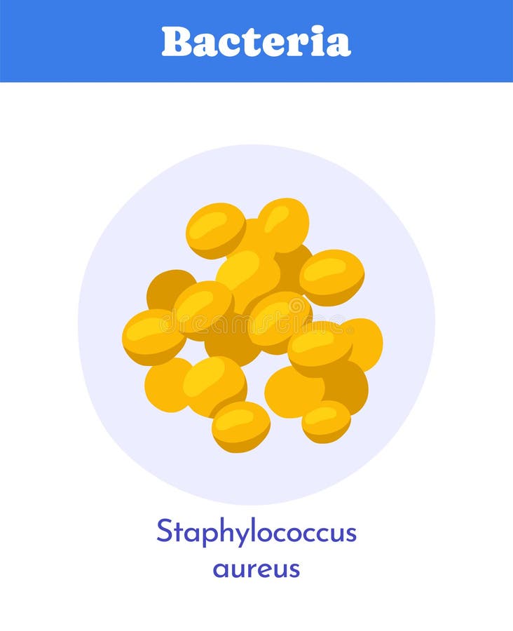 Staphylococcus Aureus Bacteria Icon. Vector Illustration Stock ...
