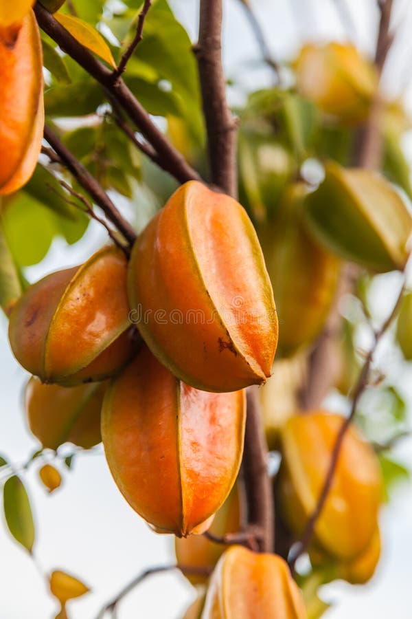 Yellow star apple stock photo. Image of freshness, tree - 67418988