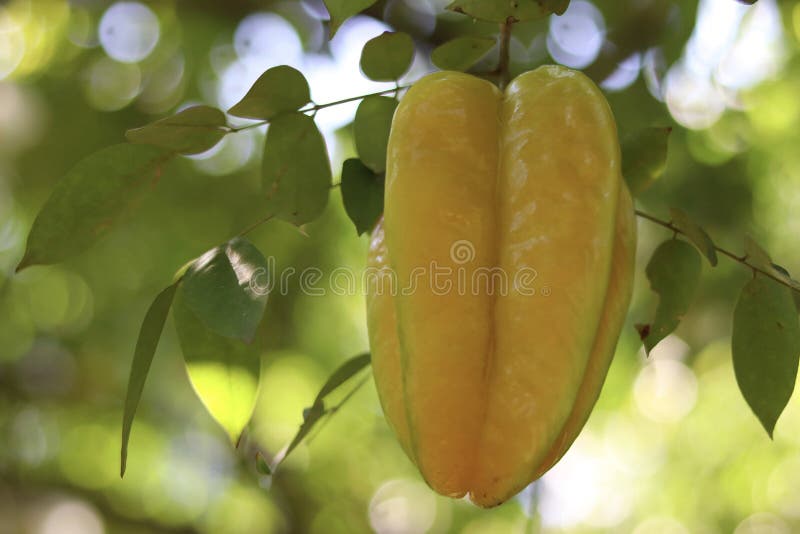 Yellow Star Apple with Leaf on the Tree Stock Image - Image of isolated ...