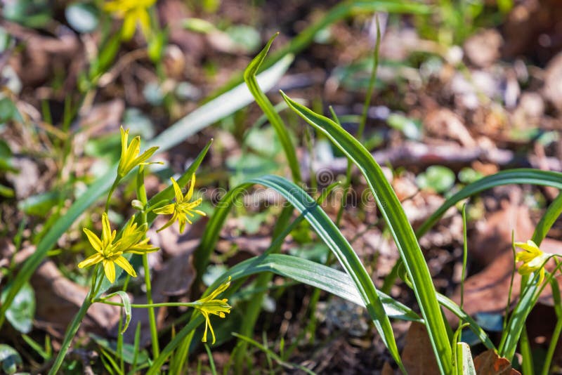Yellow Star of Bethlehem Flowering in Early Spring Stock Photo - Image ...