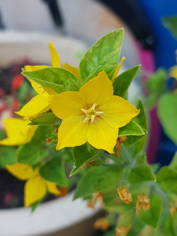 Yellow star stock image. Image of leaf, yellow, star - 156675833