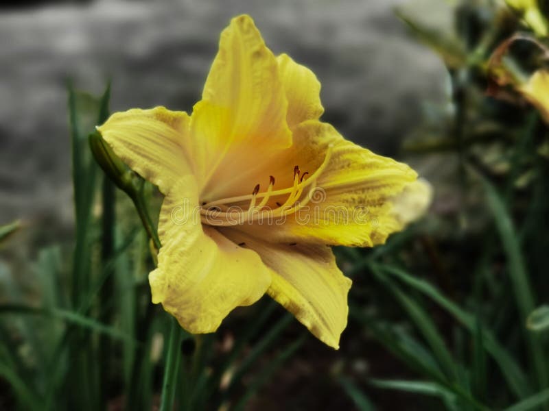 Yellow Star Flower that Raise Your Mood Stock Photo - Image of mood ...