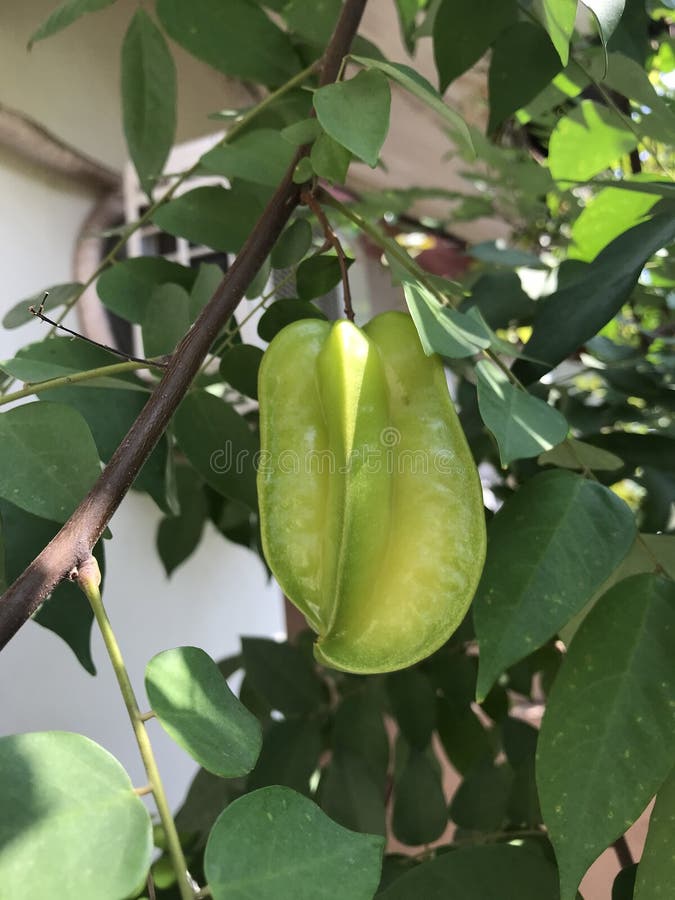 343 Young Star Fruit Tree Stock Photos - Free & Royalty-Free Stock ...