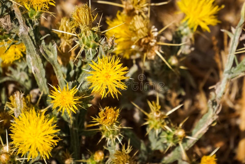 Centaurea Solstitialis, Yellow Star-thistle, Golden Star Thistle, St ...