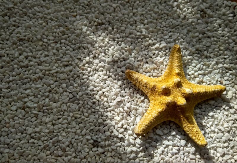 Yellow Starfish on Small White Marble Chips Close Up Stock Image ...