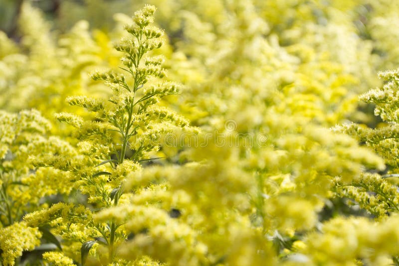 Yellow statice stock image. Image of daisy, botany, detail - 23635827