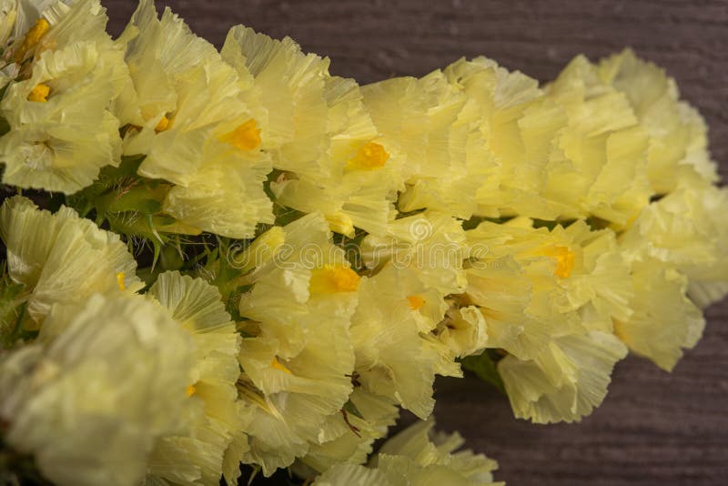 Yellow Statice Flowers on the Ground Stock Photo - Image of green ...