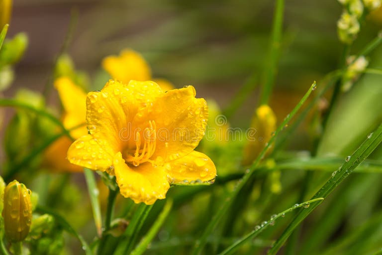 52,870 Yellow De Gaza Stock Photos - Free & Royalty-Free Stock Photos ...