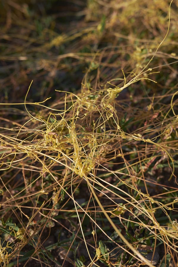 Cuscuta Campestris Close Up Stock Photo - Image of campestris ...