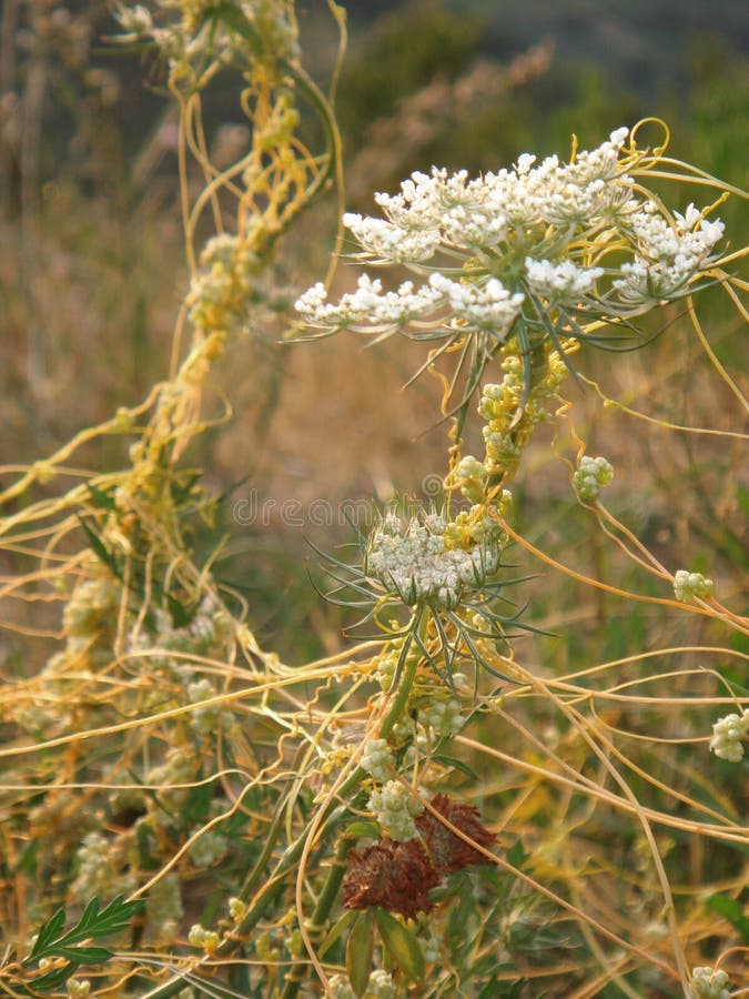 Cuscuta in Flower, Cuscuta Chinensis, Cuscuta, Dodder Stock Image ...