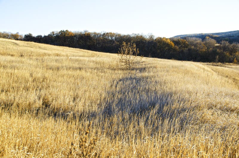 Yellow Steppe with a Tree in the Middle Against a Forest in the Fall ...