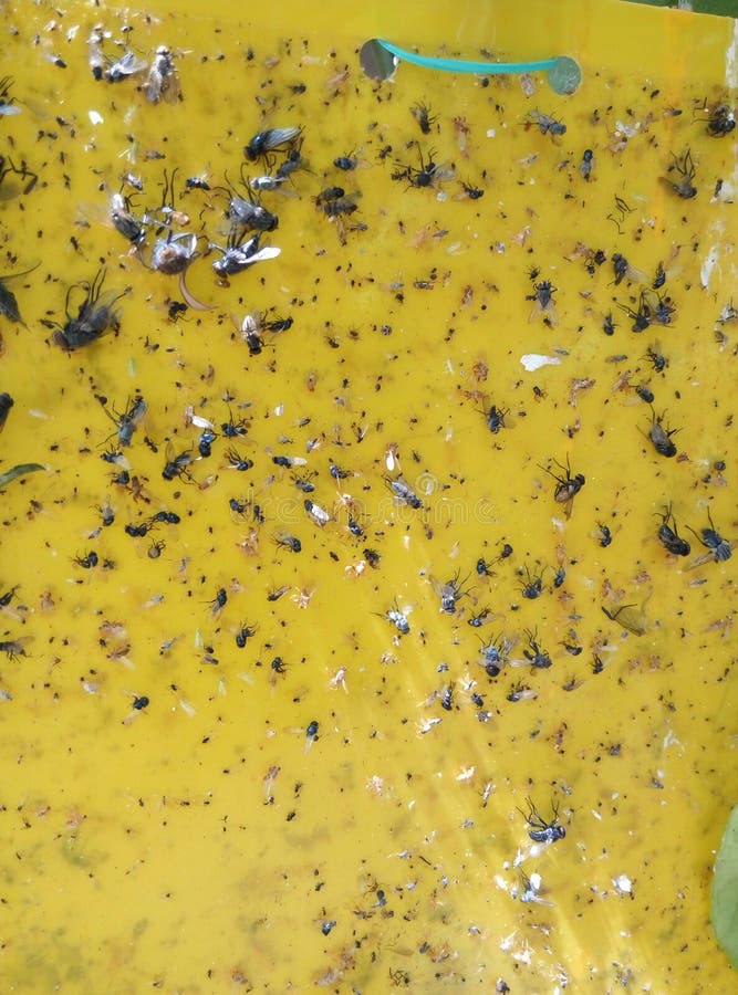 Yellow Sticky Fly Trap stock photo. Image of sticky, yellow - 91313214