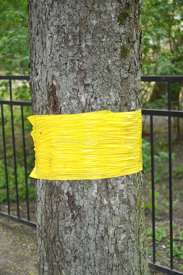 Yellow Sticky Patch To Collect Insects on the Tree Trunk Stock Photo ...