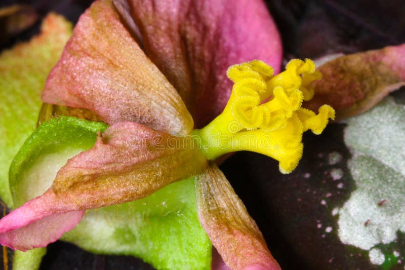 Yellow Stigma Begonia Flower 05 Stock Photo - Image of natural, shrub ...