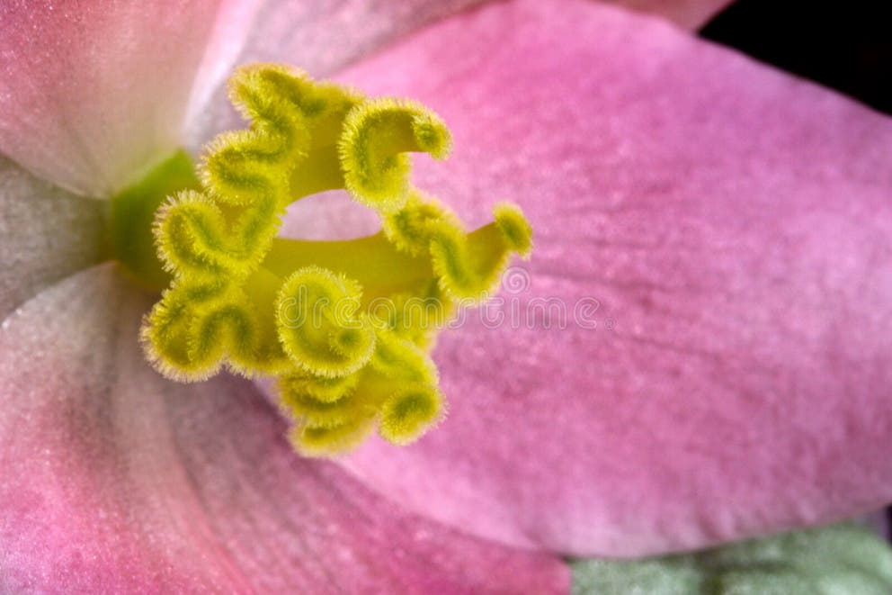Yellow Stigma Mandala Begonias 02 Stock Photo - Image of begonia ...