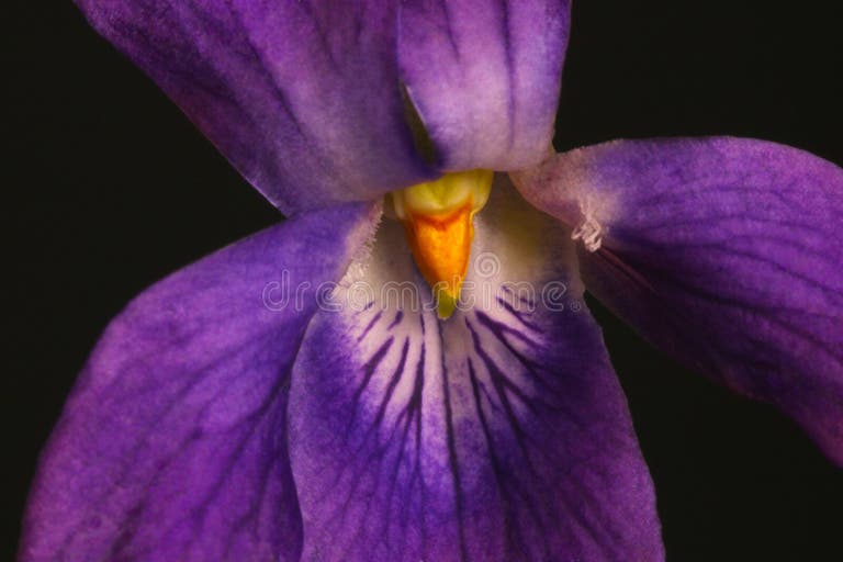 Yellow Stigma Purple Violet Flower 01 Stock Photo - Image of violet ...