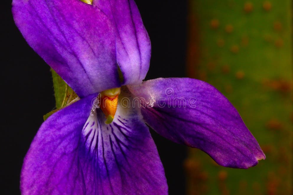 Yellow Stigma Purple Violet Flower 06 Stock Image - Image of leaf ...