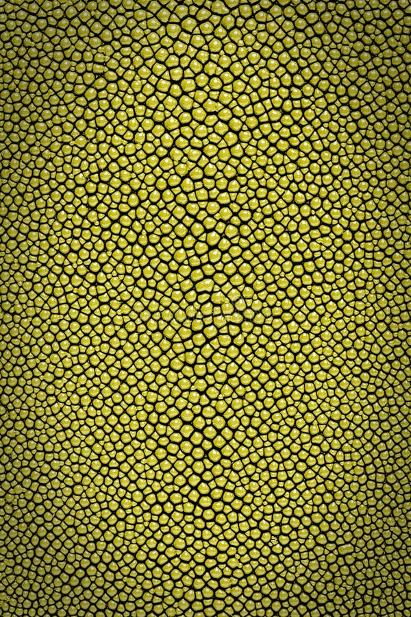 Stingray skin texture stock image. Image of nature, texture - 36780335