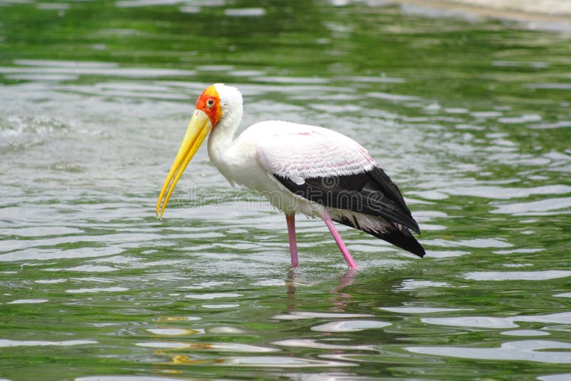 Yellow Stock Bird stock photo. Image of yellow, stork - 3395206