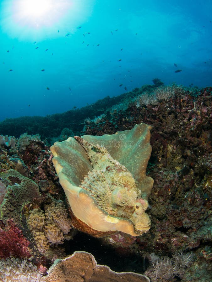 Yellow stone fish stock image. Image of sunlight, animal - 83541323