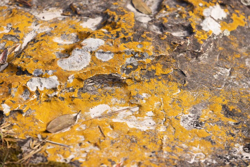 Yellow Strains from Moss on the Surface of the Rock Stock Image - Image ...