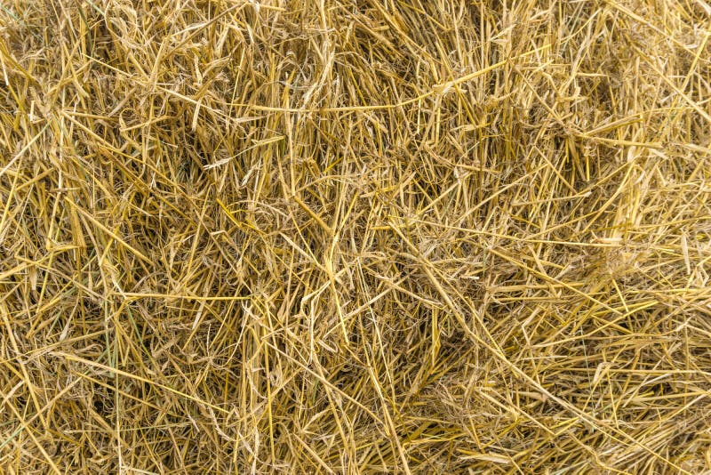 Yellow Straw Background Texture, Thatch Heap, Dried Grass Texture, Hay ...