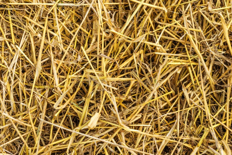 Texture of thatch roof stock photo. Image of dried, texture - 19186320