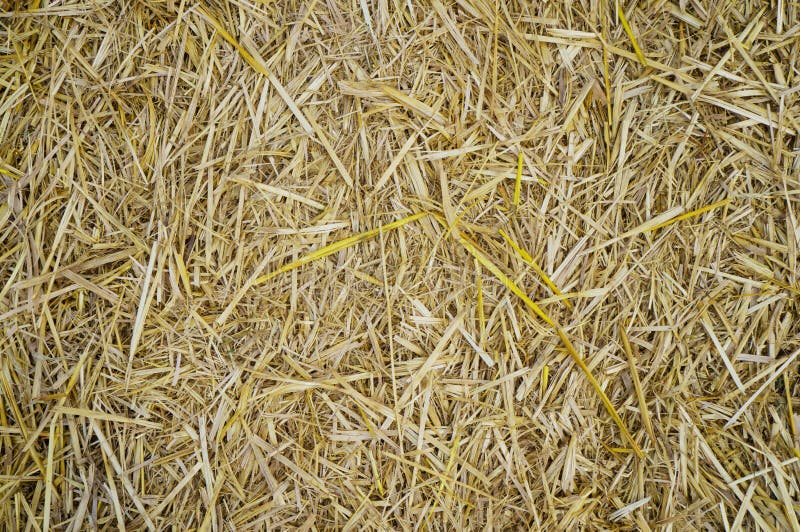 Dry straw on the ground stock image. Image of summer - 78905337