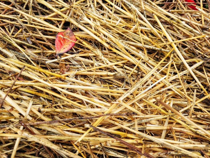 Yellow straw with leaves stock photo. Image of crop - 271131512