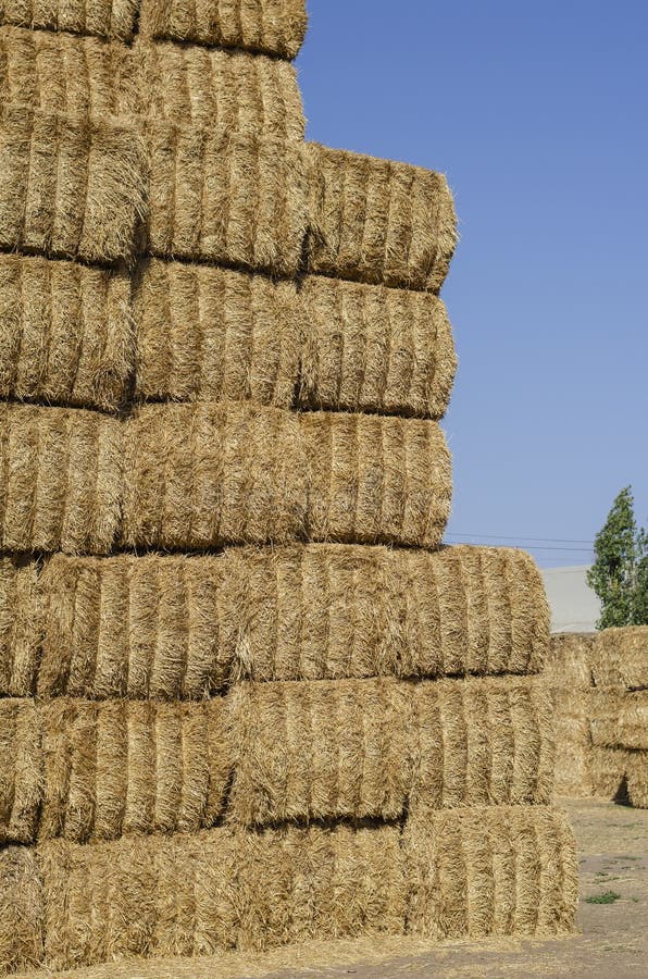 Yellow Straw in Rectangular Bales. Rectangular Stacks of Dry Hay Stock ...