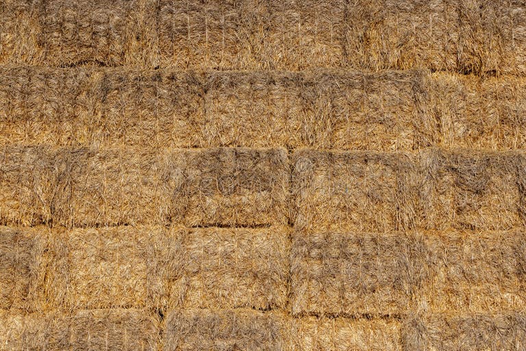 Yellow Straw Stacks in a Field after Harvest and Sky, a Stock Photo ...