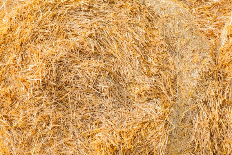 Yellow Straw Texture Closeup on a Hot Summer Day Stock Image - Image of ...