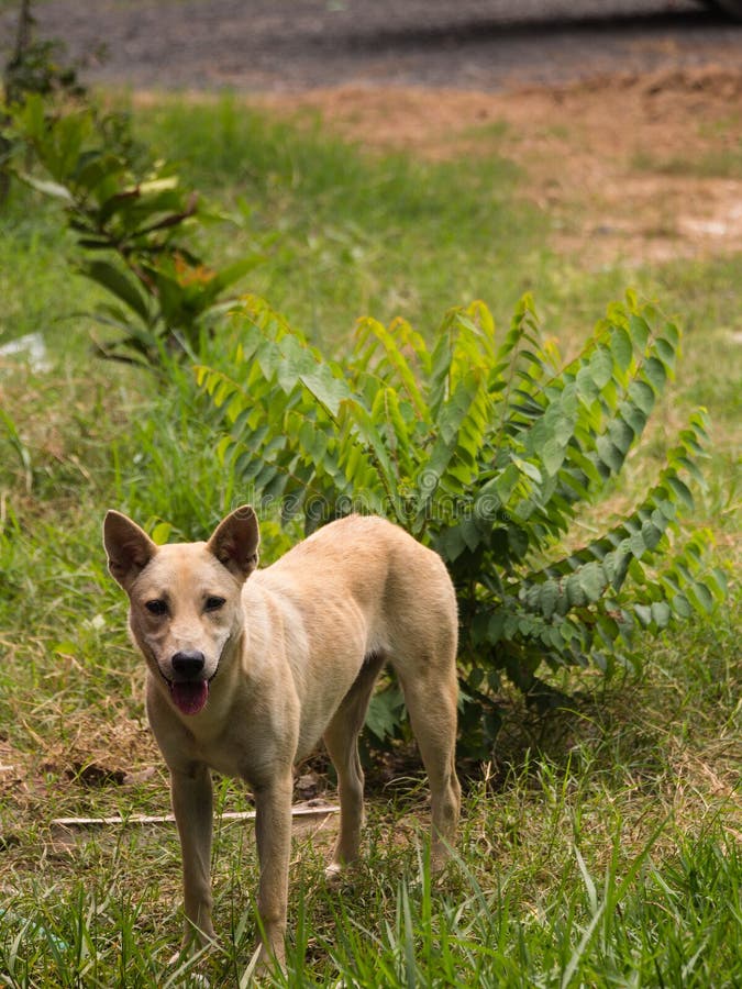 The Yellow Stray Dog stock photo. Image of alone, lonely - 93152340