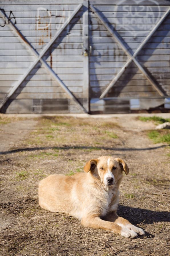 Yellow Stray Dog on the Ground Looking Stock Photo - Image of fall ...